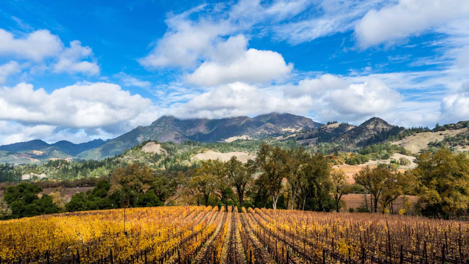 Morlet Family Vineyards