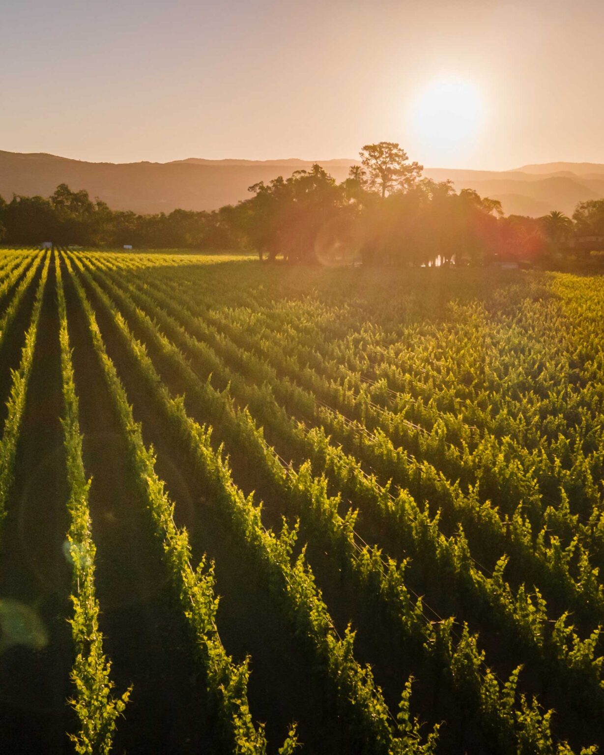 ‘Force de la Nature’ - Morlet Family Vineyards