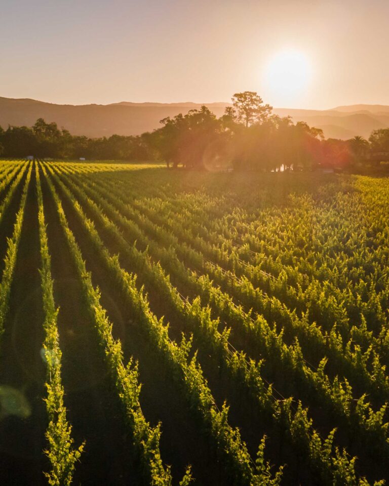 ‘Force de la Nature’ - Morlet Family Vineyards