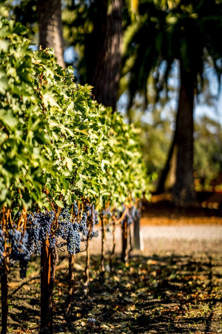 ‘Cœur de Vallée’ - Morlet Family Vineyards