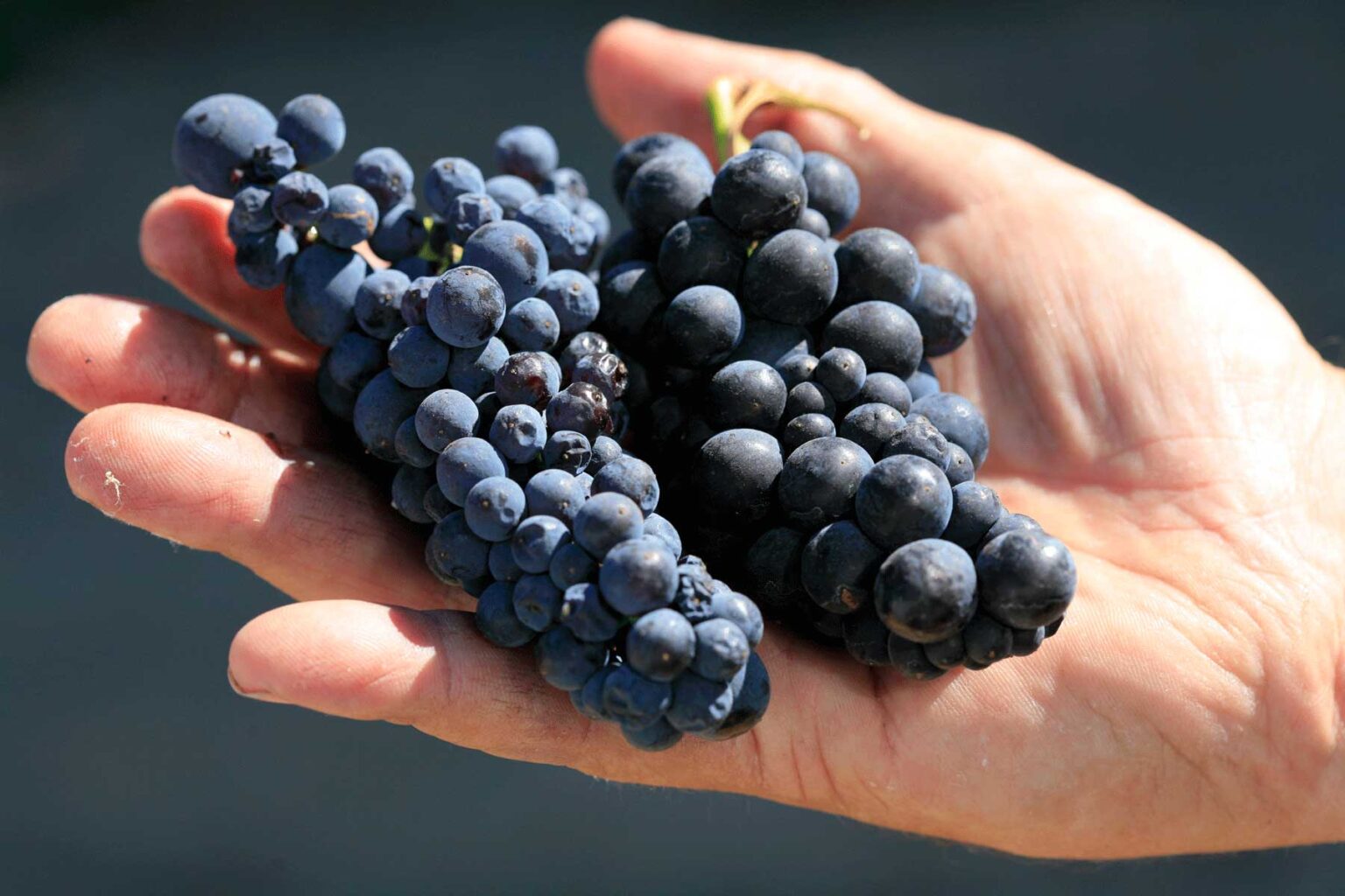 ‘Joli Cœur’ - Morlet Family Vineyards