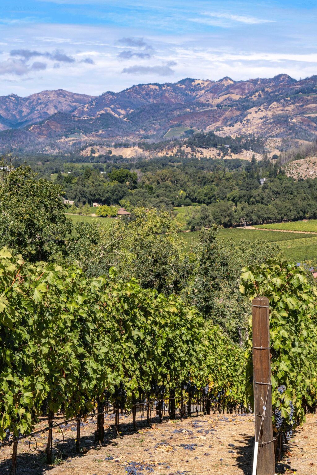 ‘Morlet Estate’ - Morlet Family Vineyards